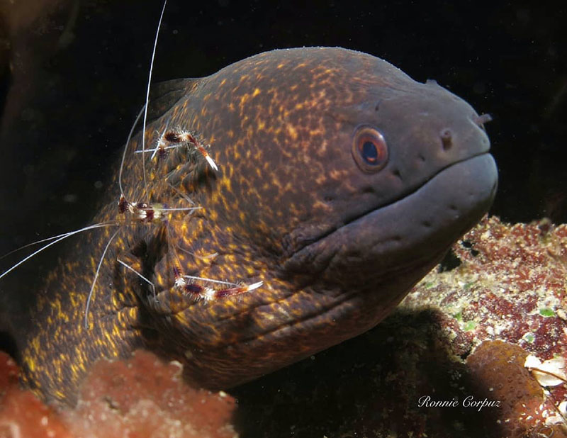 scuba diving in the philippines anilao batangas