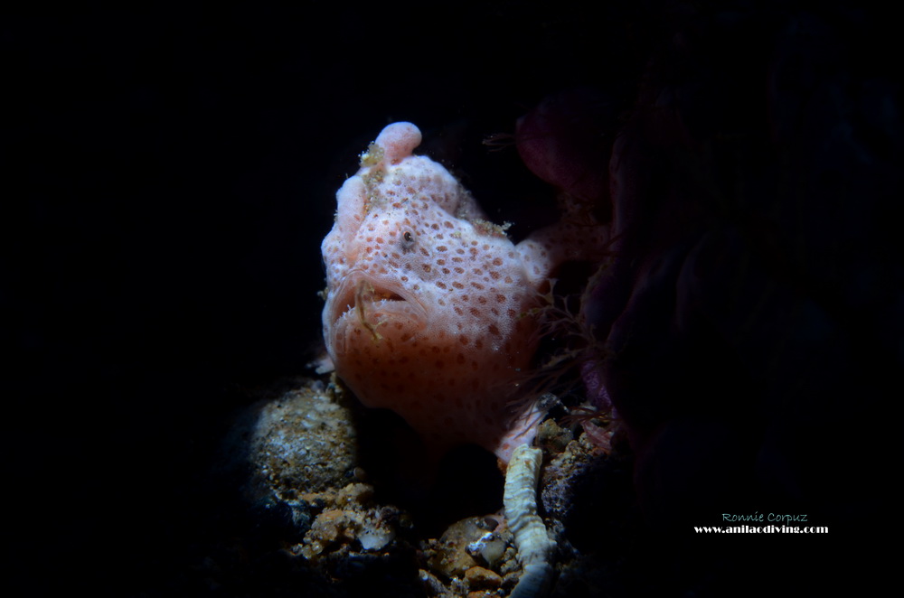 anilao macro, scuba diving in the philippines anilao batangas photo gallery