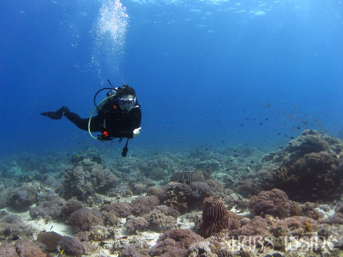 scuba diving in the philippines anilao batangas photo gallery