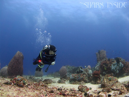 scuba diving in the philippines anilao batangas photo gallery